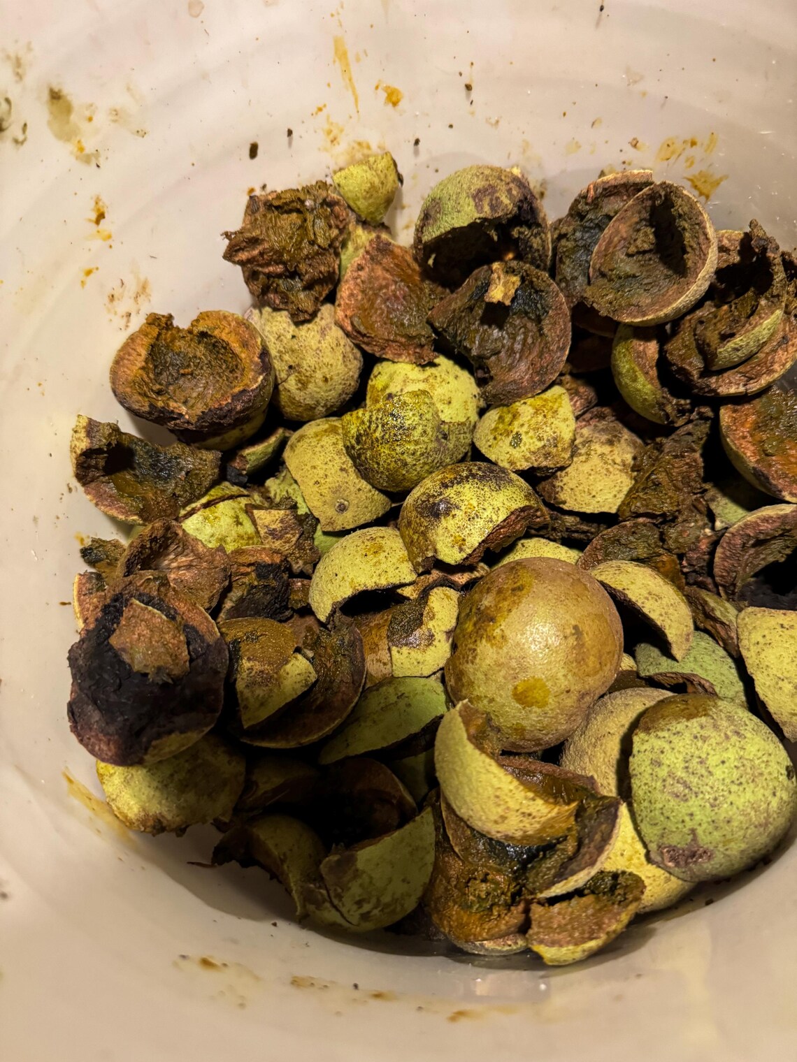 Black Walnut Hull Juglans Nigra Premium Dried From Green Walnut Hulls ...