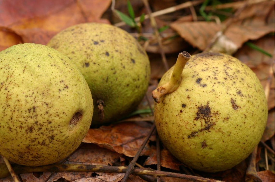 Black Walnut Hull Juglans Nigra Premium Dried From Green Walnut Hulls ...