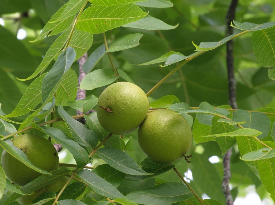 Black Walnut Hull Juglans Nigra Premium Dried From Green Walnut Hulls ...