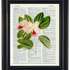 Botanical Wall Art Dictinary Prints Tropical Wall Art Leaf Dictionary ...