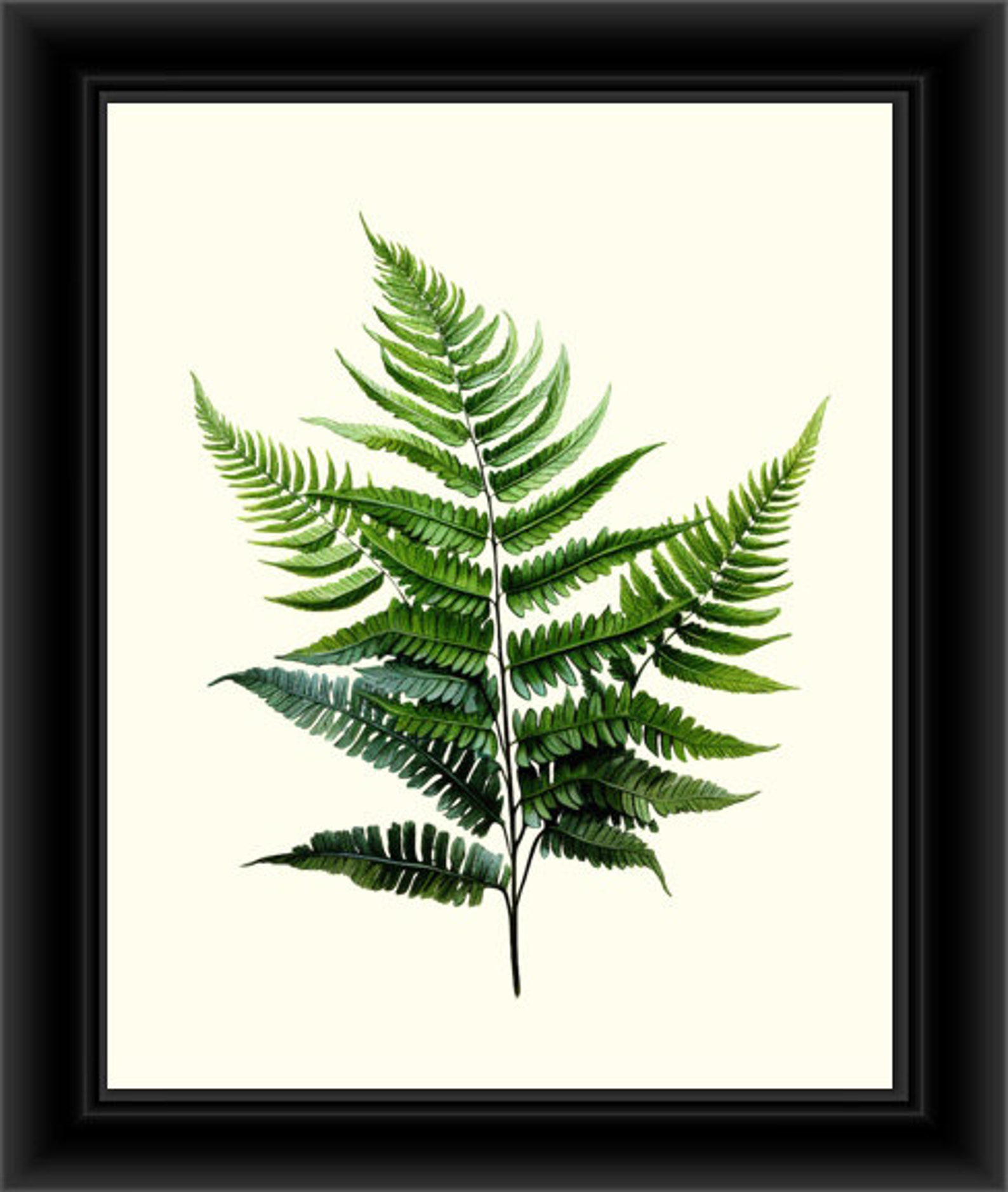 Fern Prints, Fern Theme, Botanical Wall Art, Botanical Prints, Set of 4 ...