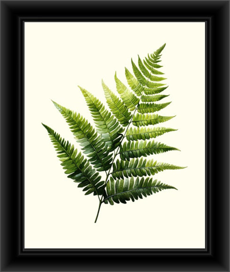 Fern Prints, Fern Theme, Botanical Wall Art, Botanical Prints, Set of 4 ...