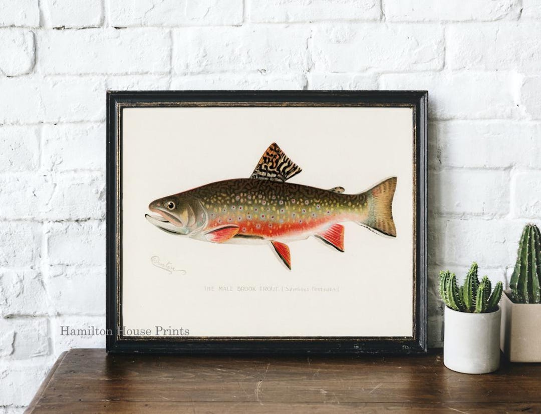 Trout Print, Trout Art Print, Fish Print, Fisherman Print, Fishing ...