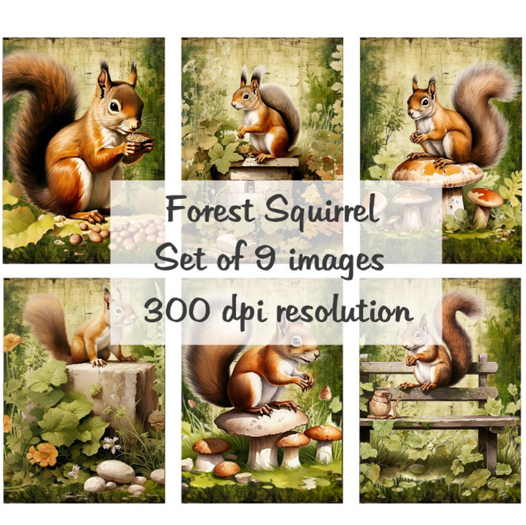 Forest Squirrel Collage Digital Images Printable Download File 9 Images ...