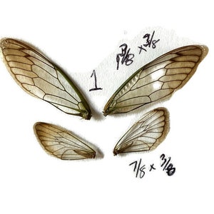 Cicada Wings - Etsy