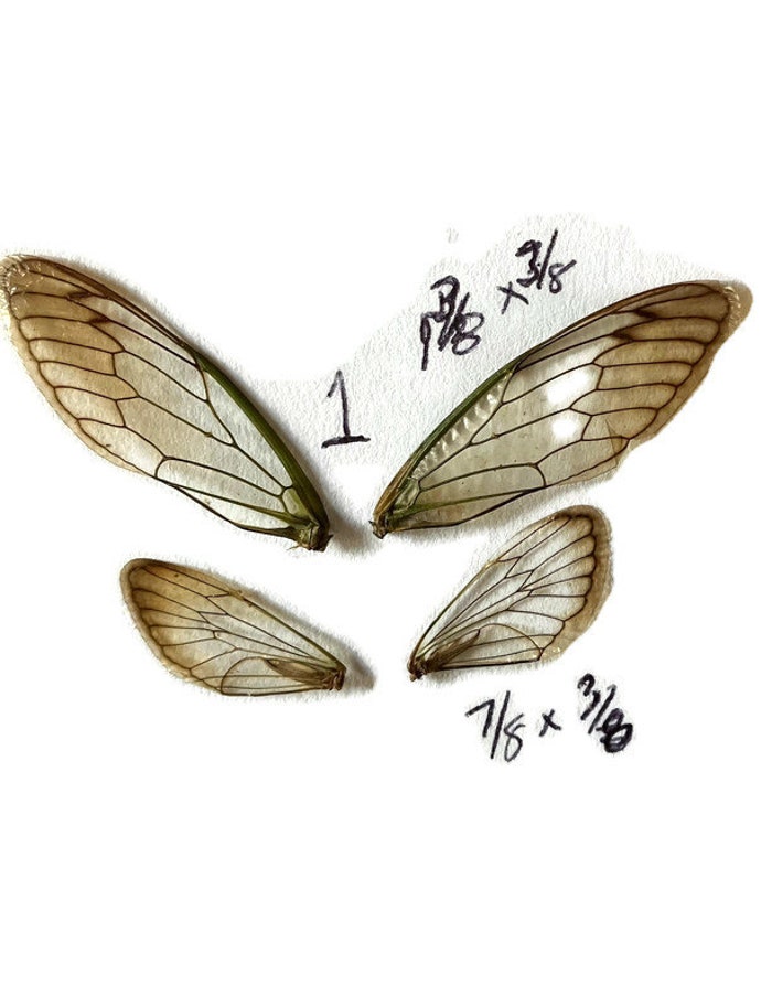 Cicada Wings - Etsy