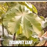 TRUMPET LEAF (cecropia Peltata) | Airdried & Grounded, Wild Crafted ...