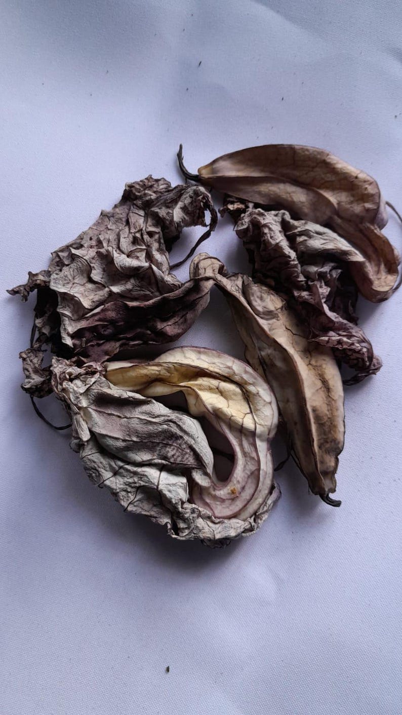 Jamaican Duck Flower | HD Access Herbal | Indigenous Caribbean Bush Tea ...