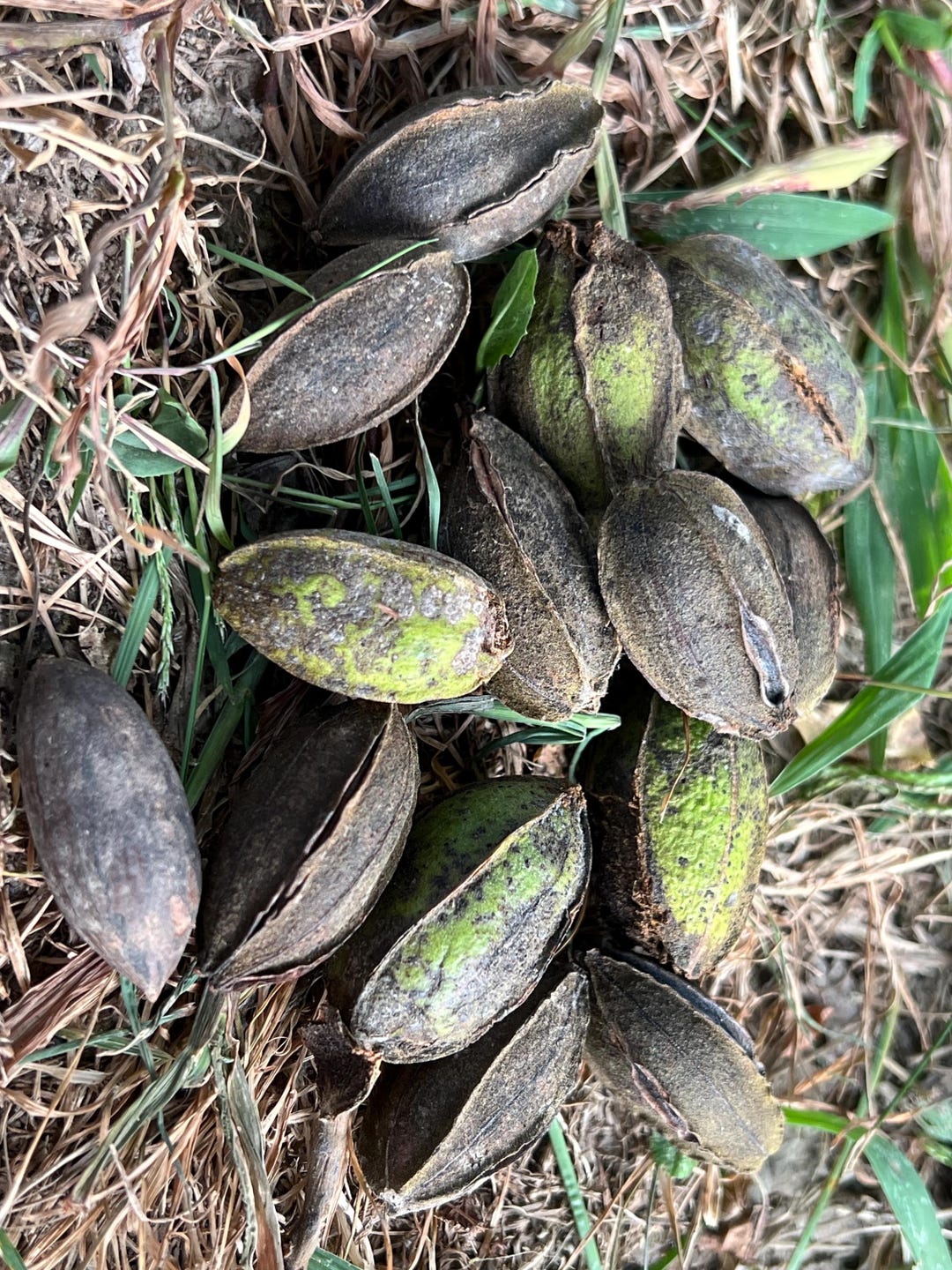 10 Pecan Tree Seeds Northern Hardy Native Tree Hicoria Pecan Carya ...