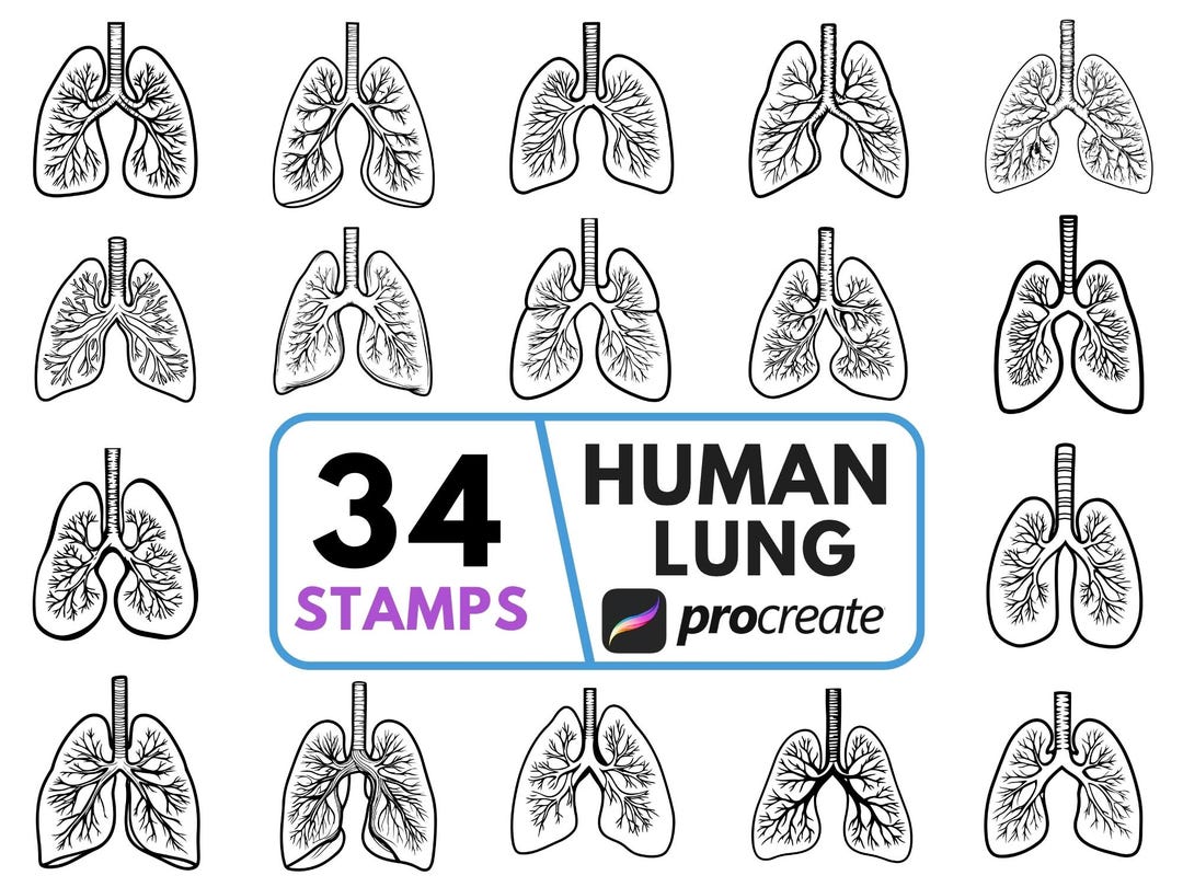 Human Lung Procreate Stamp, Medical Anatomy Digital Illustration for ...
