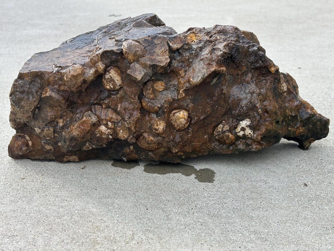 Extra Large, Multiple Fossil Piece. Bivalve/clamshell and Multiple ...