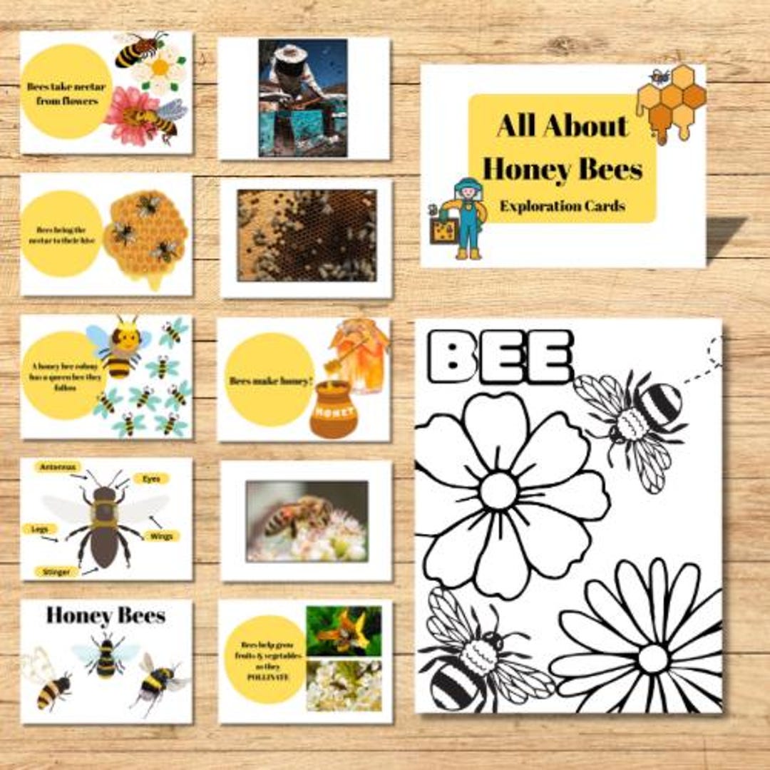 All About Bees - Early Education Exploration Cards (printable PDF) - Etsy