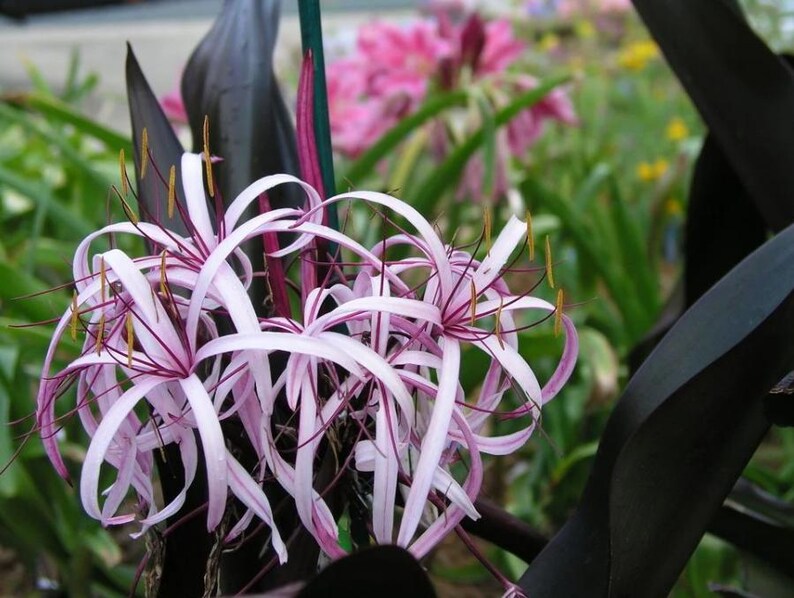 Asiatica Purple Crinum Lily - Elegant and Unique Purple Blooms for Your ...