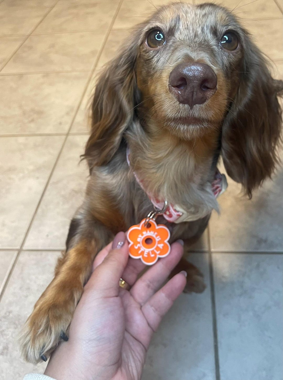 Custom Dog ID Tag - Cute 3D Printed Dog Tag for Your Furry Friend - Etsy