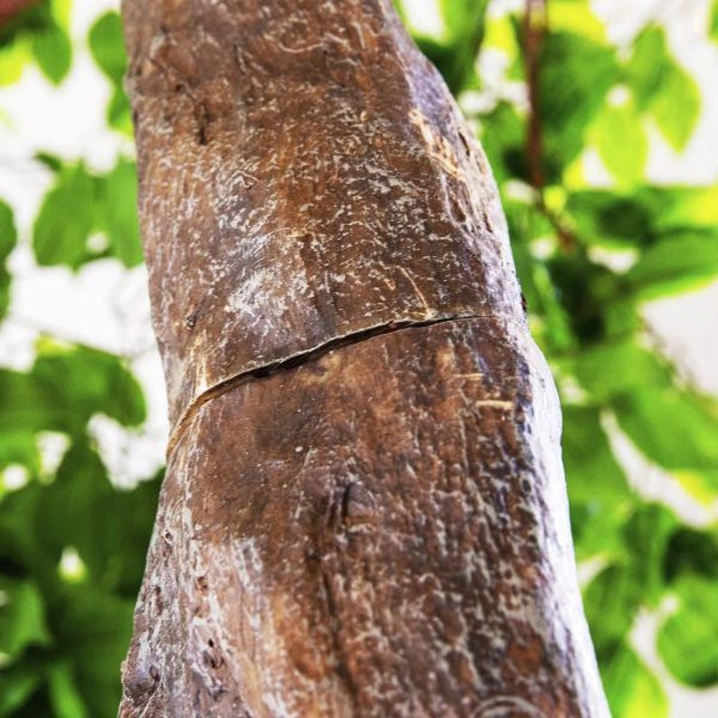 11FT Faux Fig Leaf Tree Arch | Wedding Ceremony & Event Backdrop - Etsy ...
