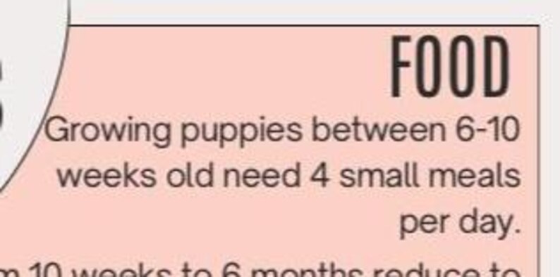 Top Tips for First Time Puppy Owners | Quick Start Dog Training Guide ...