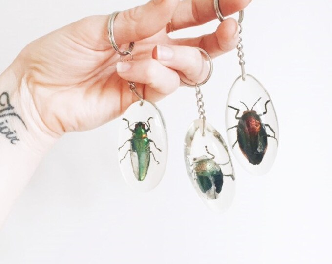 Vintage Insect Taxidermy Keychain - Etsy