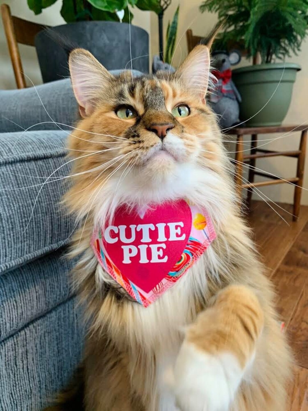 Candy Heart Cat Bandana slides Onto Cat's Existing Collar - Etsy