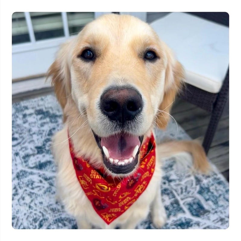 Iowa State Scarf - Etsy
