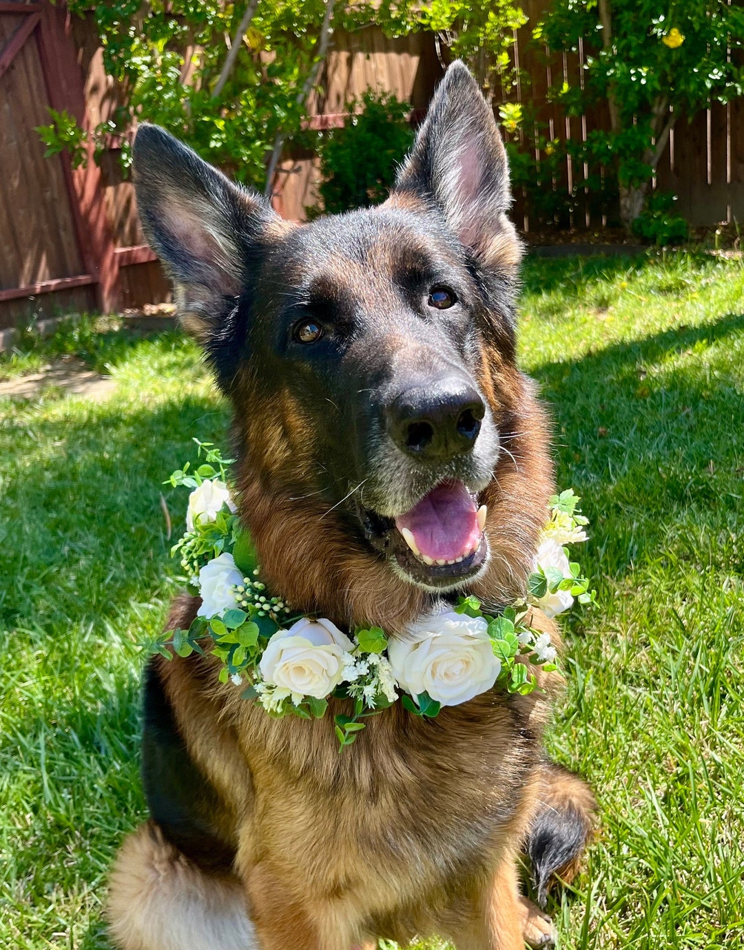 White Roses and Eucalyptus Dog + Cat Flower Wedding Collar Wreath - Dog ...