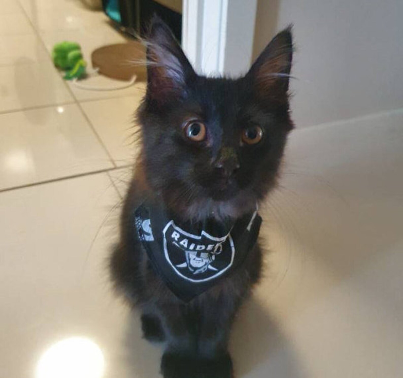 Oakland Raiders Cat Bandana | Etsy