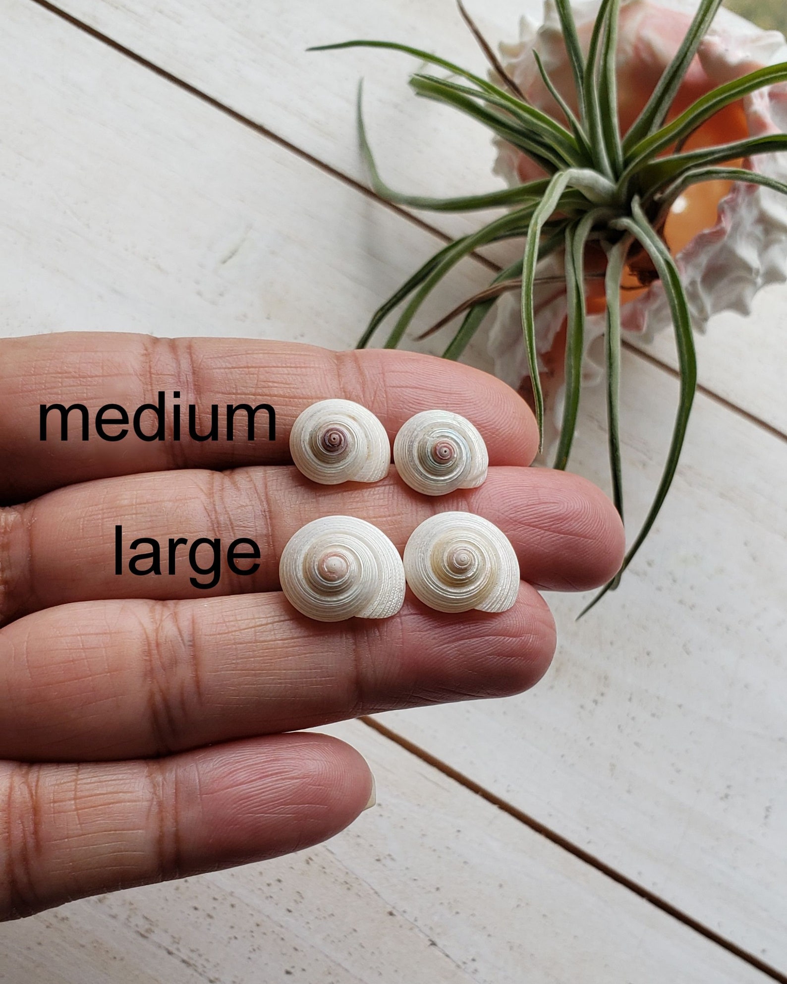 Spiral Shell Stud Earrings Beach Shell Studs Iridescent - Etsy
