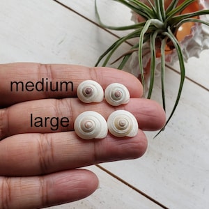 Spiral Shell Stud Earrings, Beach Shell Studs, Iridescent Shell Earrings, Nautical Post Earrings ...