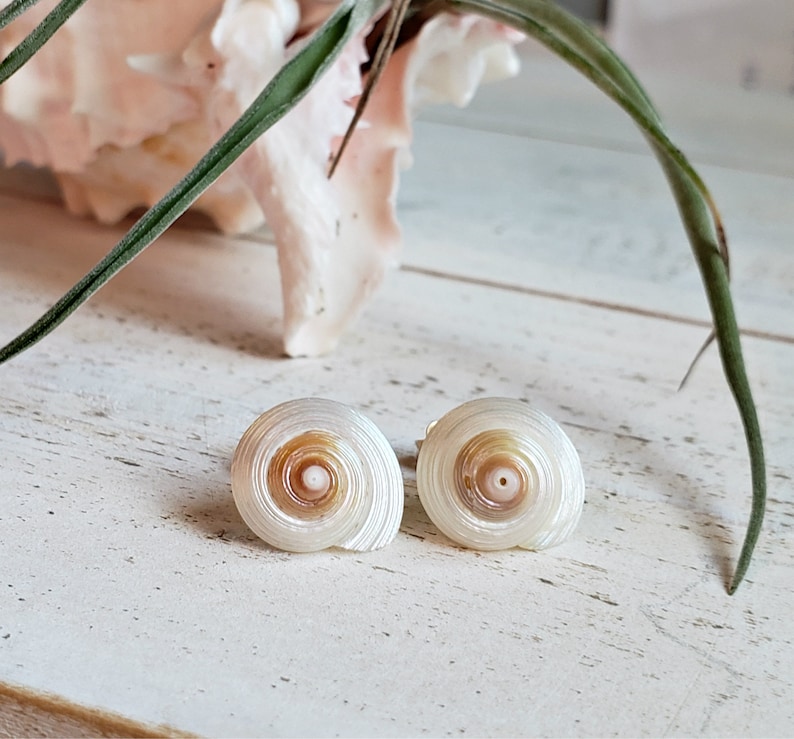 Spiral Shell Stud Earrings Beach Shell Studs Iridescent - Etsy