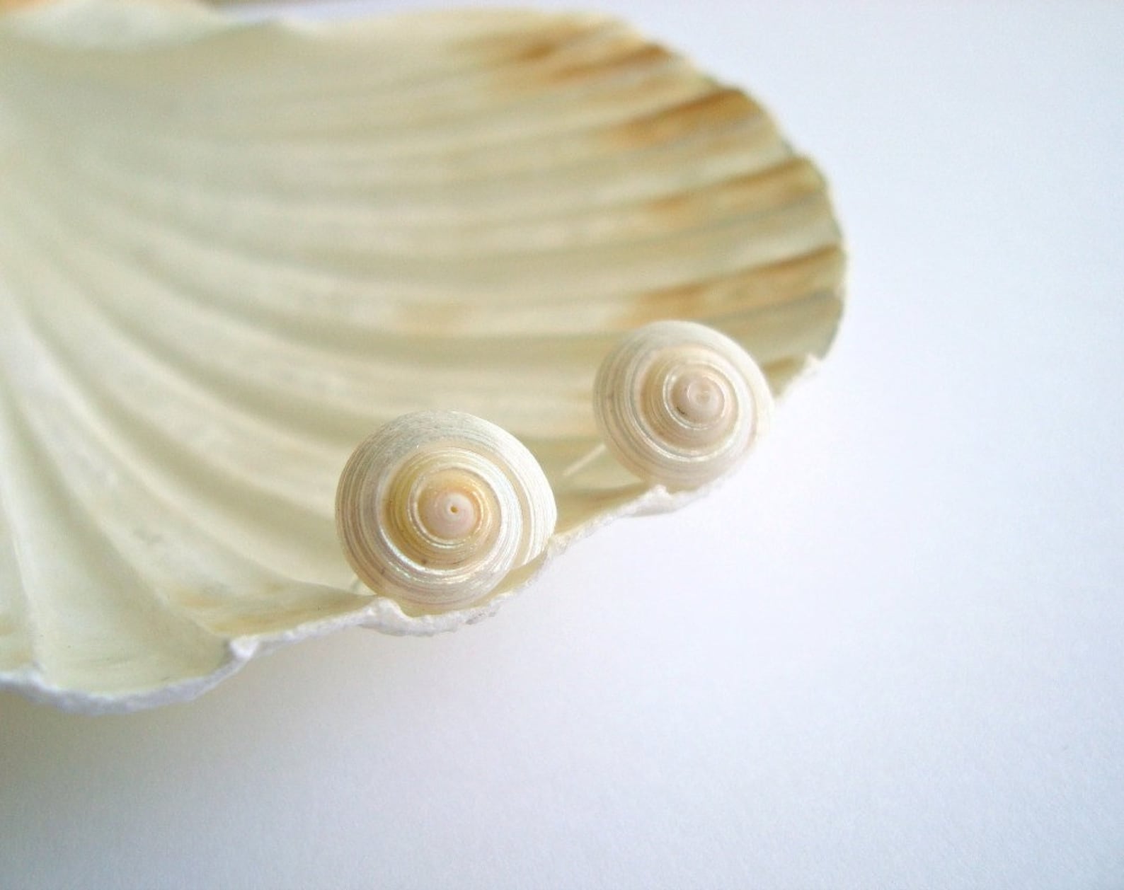 Spiral Shell Stud Earrings Beach Shell Studs Iridescent - Etsy