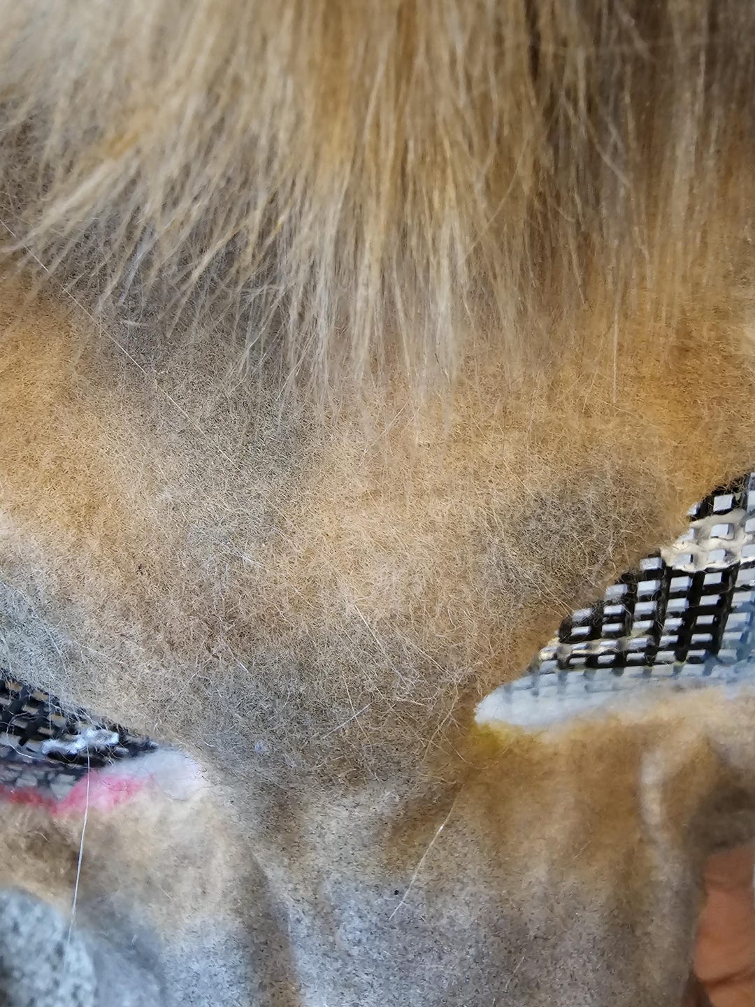 Hyena Mask !! - Etsy