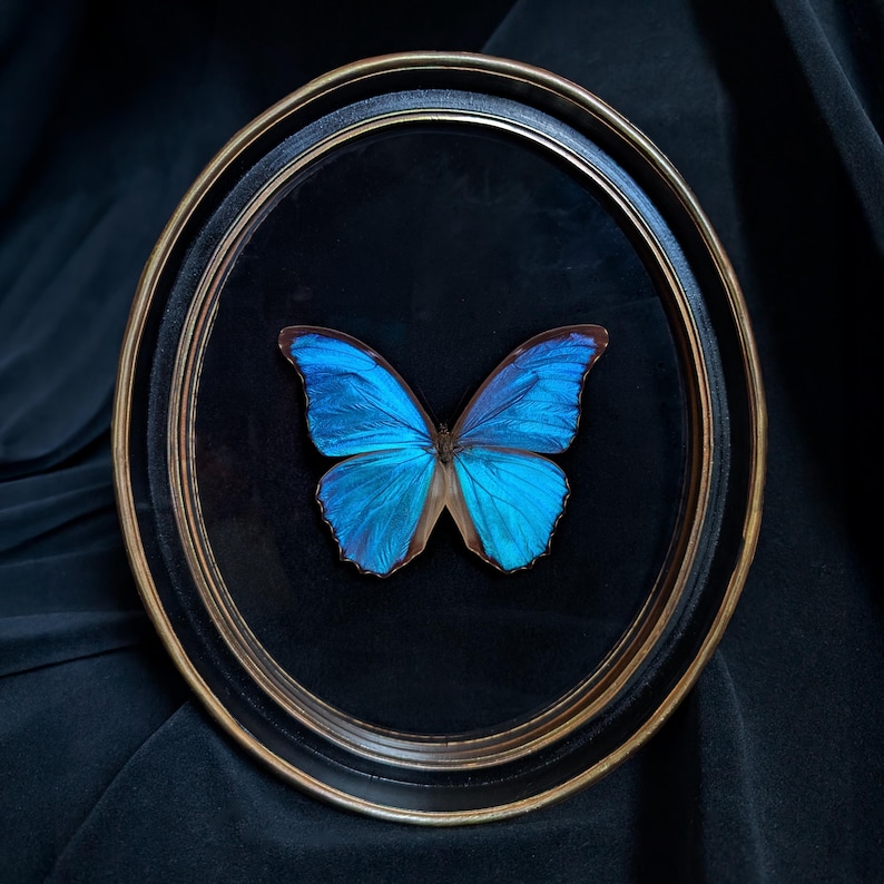 Real Blue Morpho Didius Butterfly in Oval Frame - Etsy