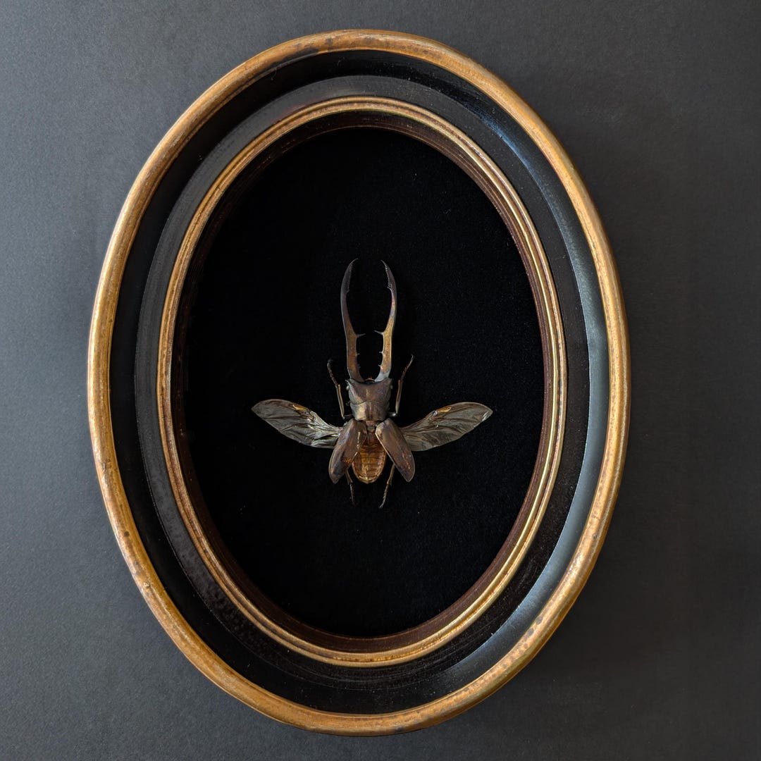 Real Stag Beetle in Oval Frame (oddities & Curiosities Gallery, Insect ...