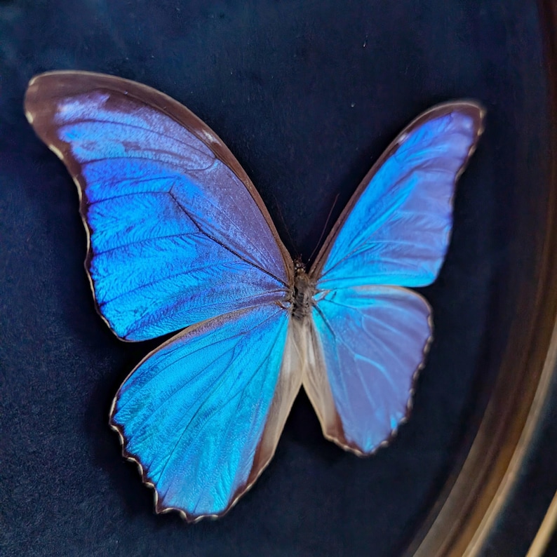 Real Blue Morpho Didius Butterfly in Oval Frame - Etsy