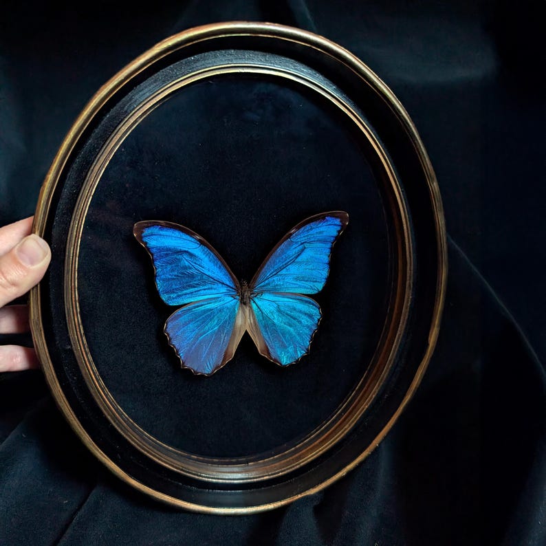 Real Blue Morpho Didius Butterfly in Oval Frame - Etsy