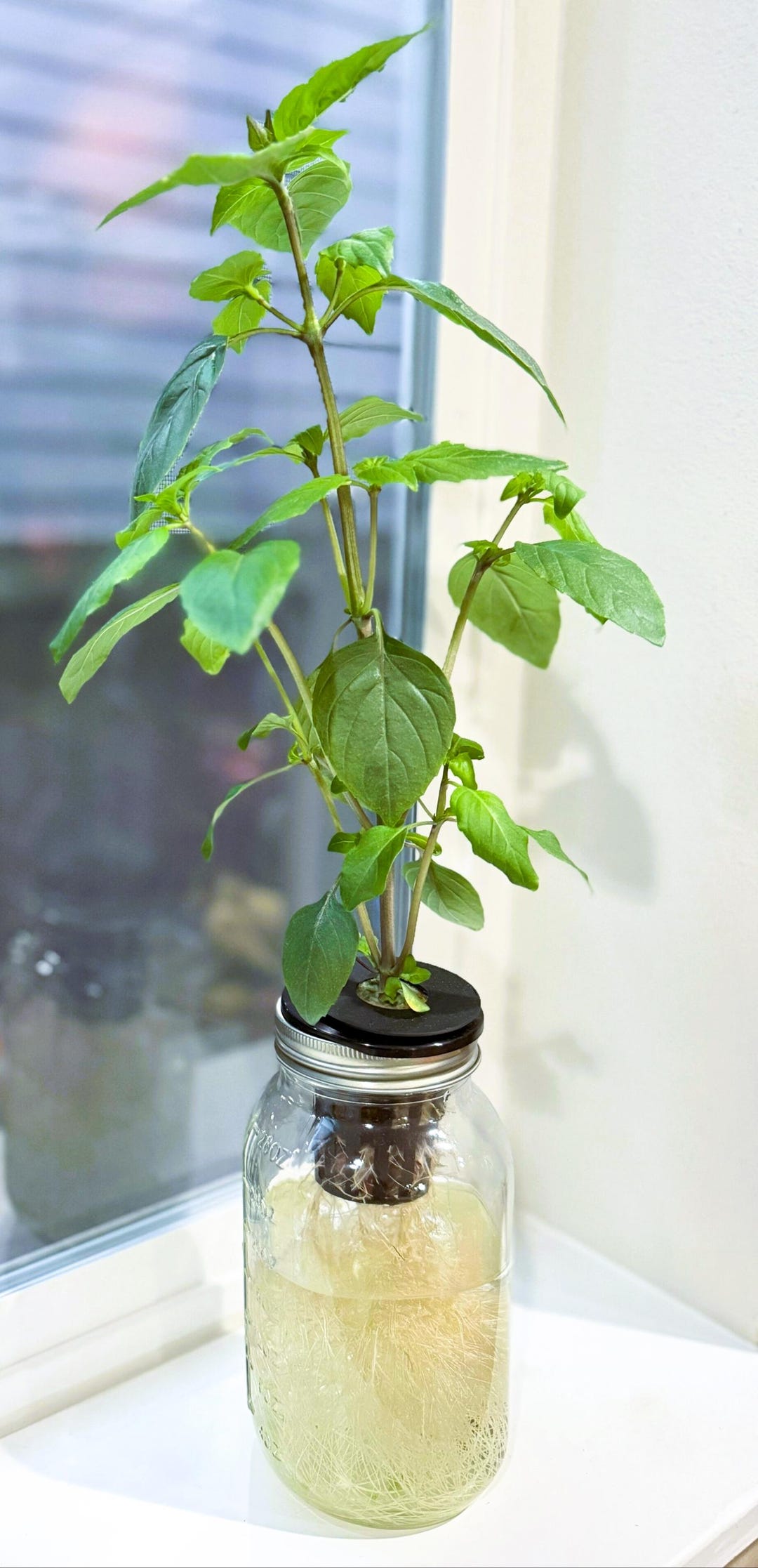 Hydroponic Basil Grow Kit – Kratky Mason Jar With Net Pot, Clay Pebbles ...