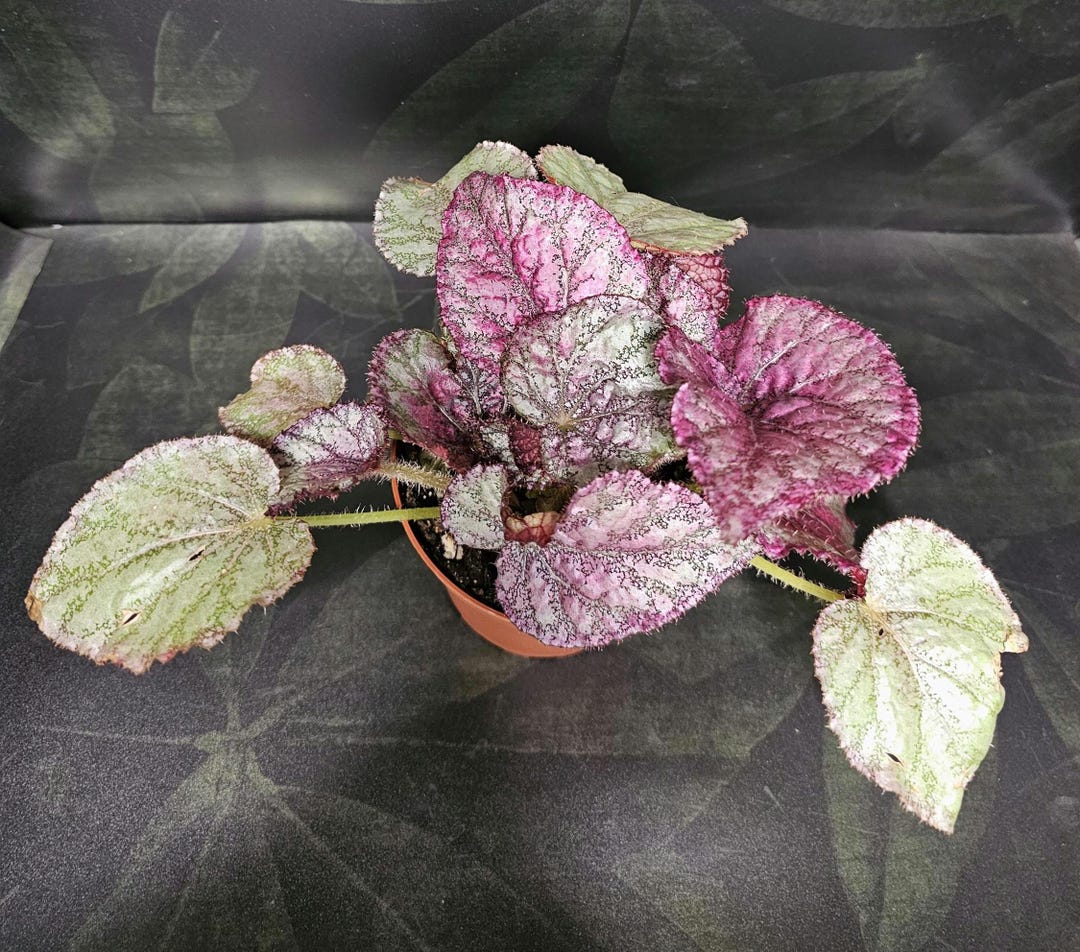 Begonia 'peace' | Rare Begonia | Stunning Leaf Pattern | Easy Indoor ...