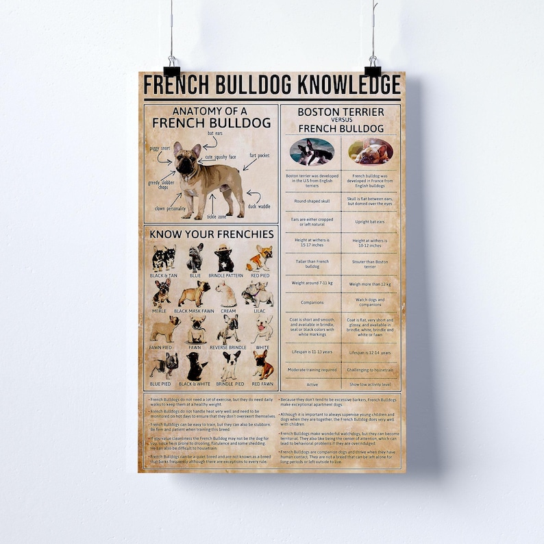 French Bulldog Anatomy Poster, Dog Breed Art Print, Boston Terrier ...