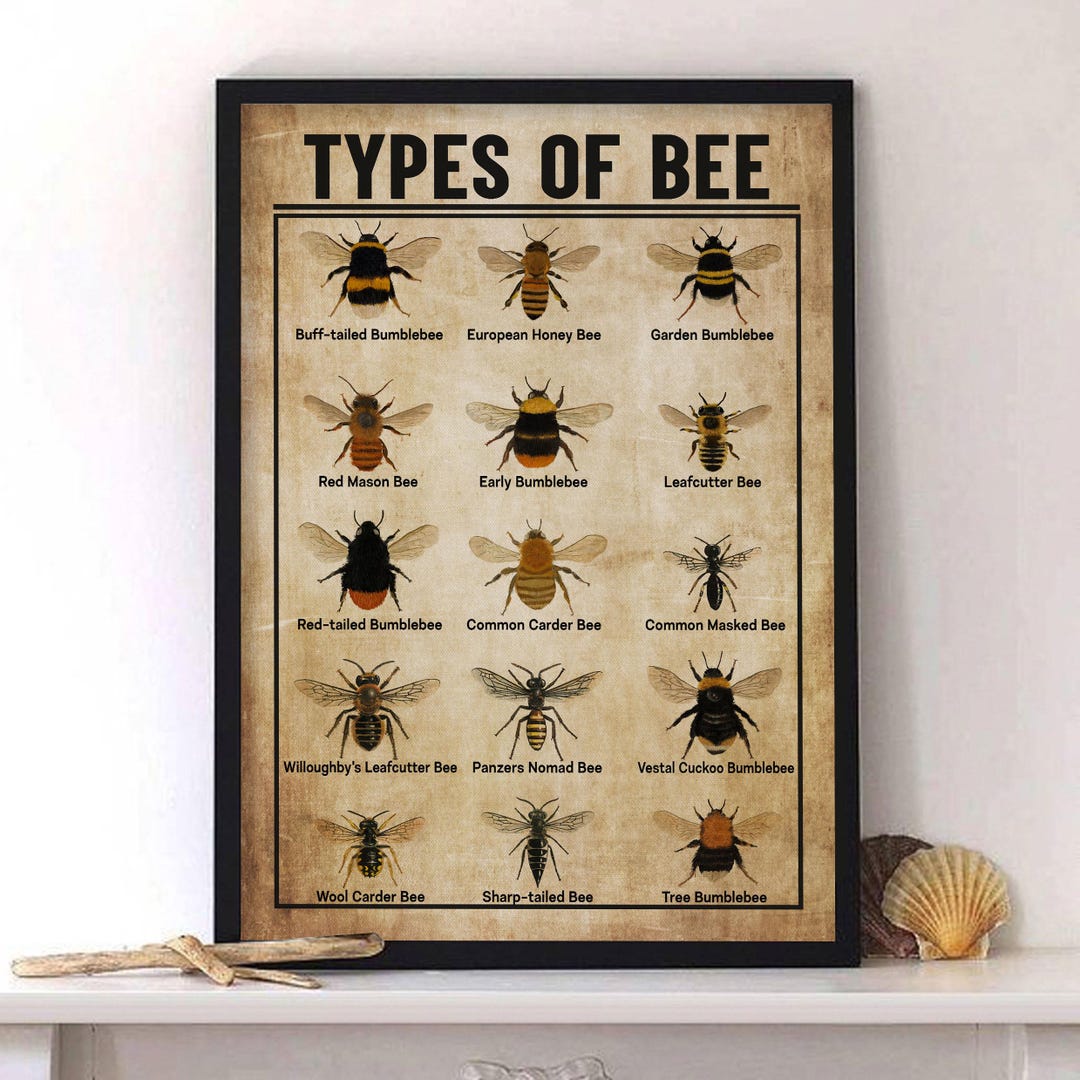 Types of Bee Poster Educational Poster Teaching Bee Types Guide Poster ...