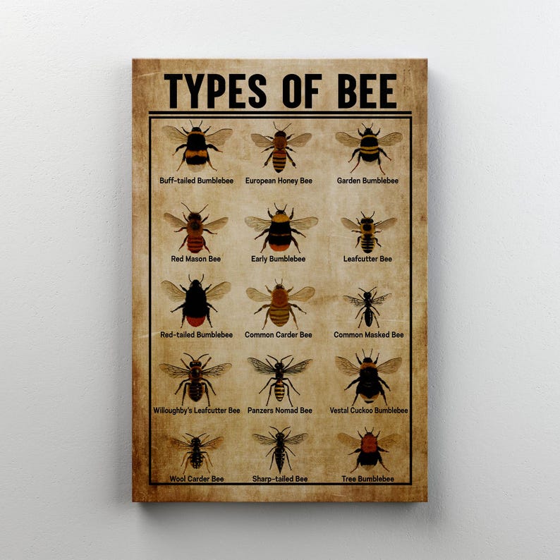 Types of Bee Poster Educational Poster Teaching Bee Types Guide Poster ...