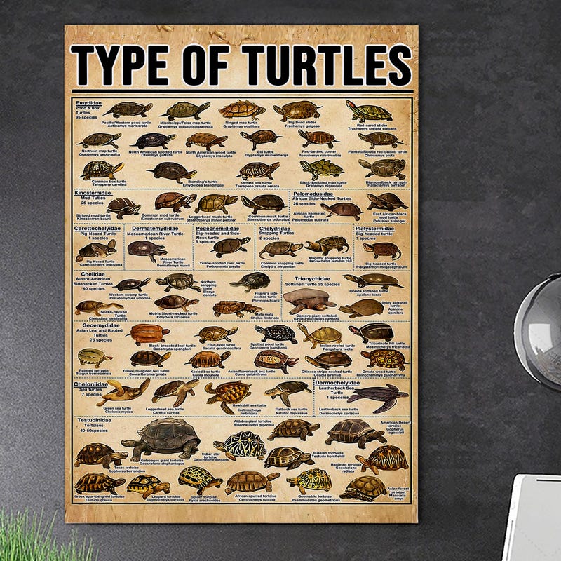 Animal Identification Poster - Etsy UK
