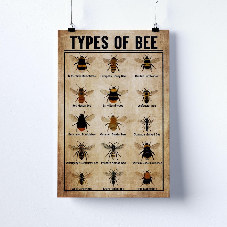 Types of Bee Poster Educational Poster Teaching Bee Types Guide Poster ...