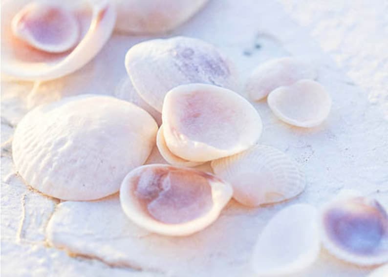 Pink Shells Photograph Beach Shells Print Beach House - Etsy