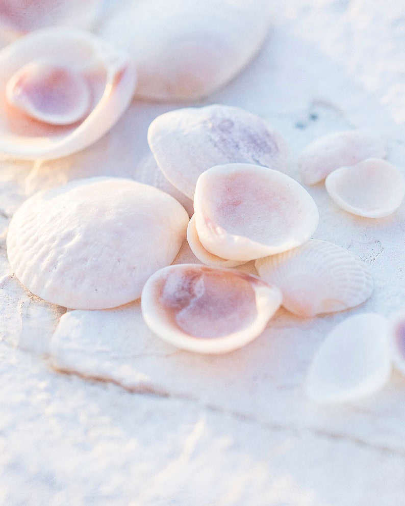 Pink Shells Photograph Beach Shells Print Beach House - Etsy