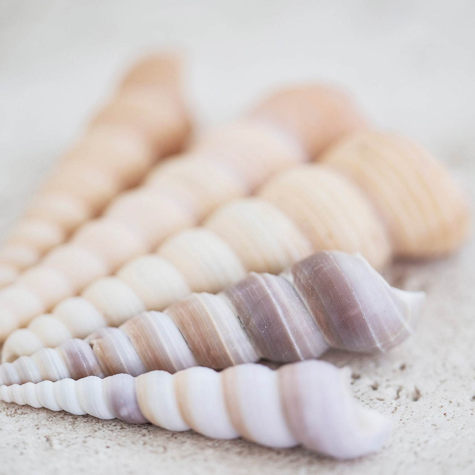 Shell Photos Shell Prints Shell Print Set Seashell Shapes - Etsy