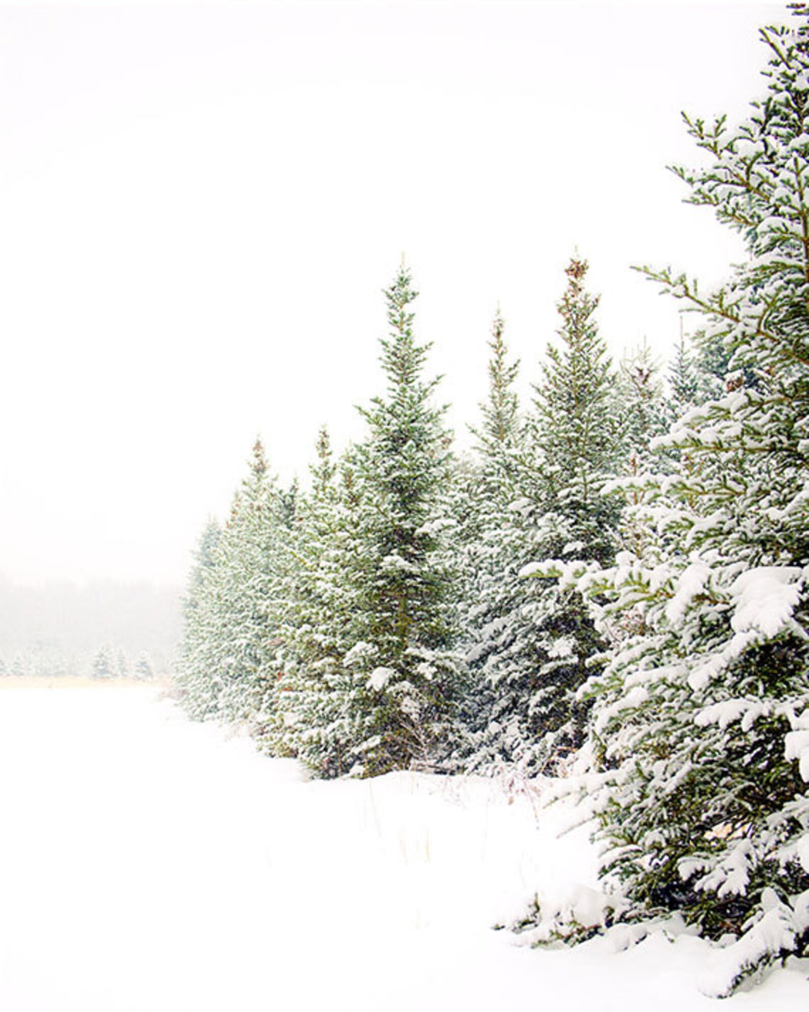Snowy Pine Trees Photo, Snow Scene Print, Evergreens Photo, Winter Wall ...