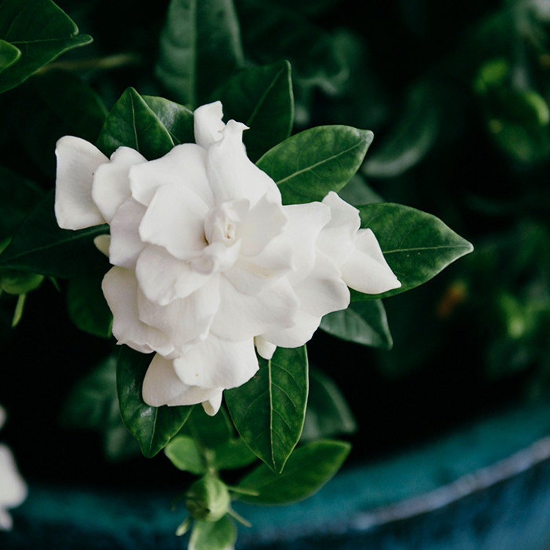 Gardenia Photo, Botanical Image, Art, Photography, Wall Art, Garden ...