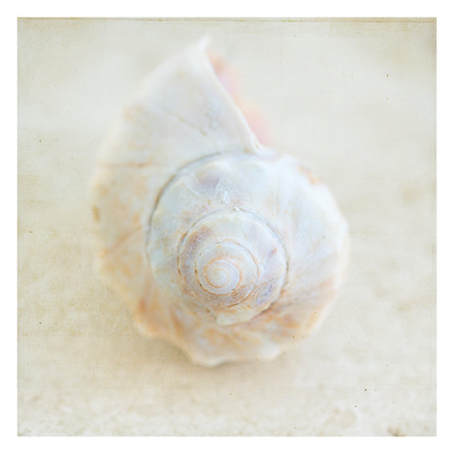 Shell Photos Shell Prints Shell Print Set Seashell Shapes - Etsy