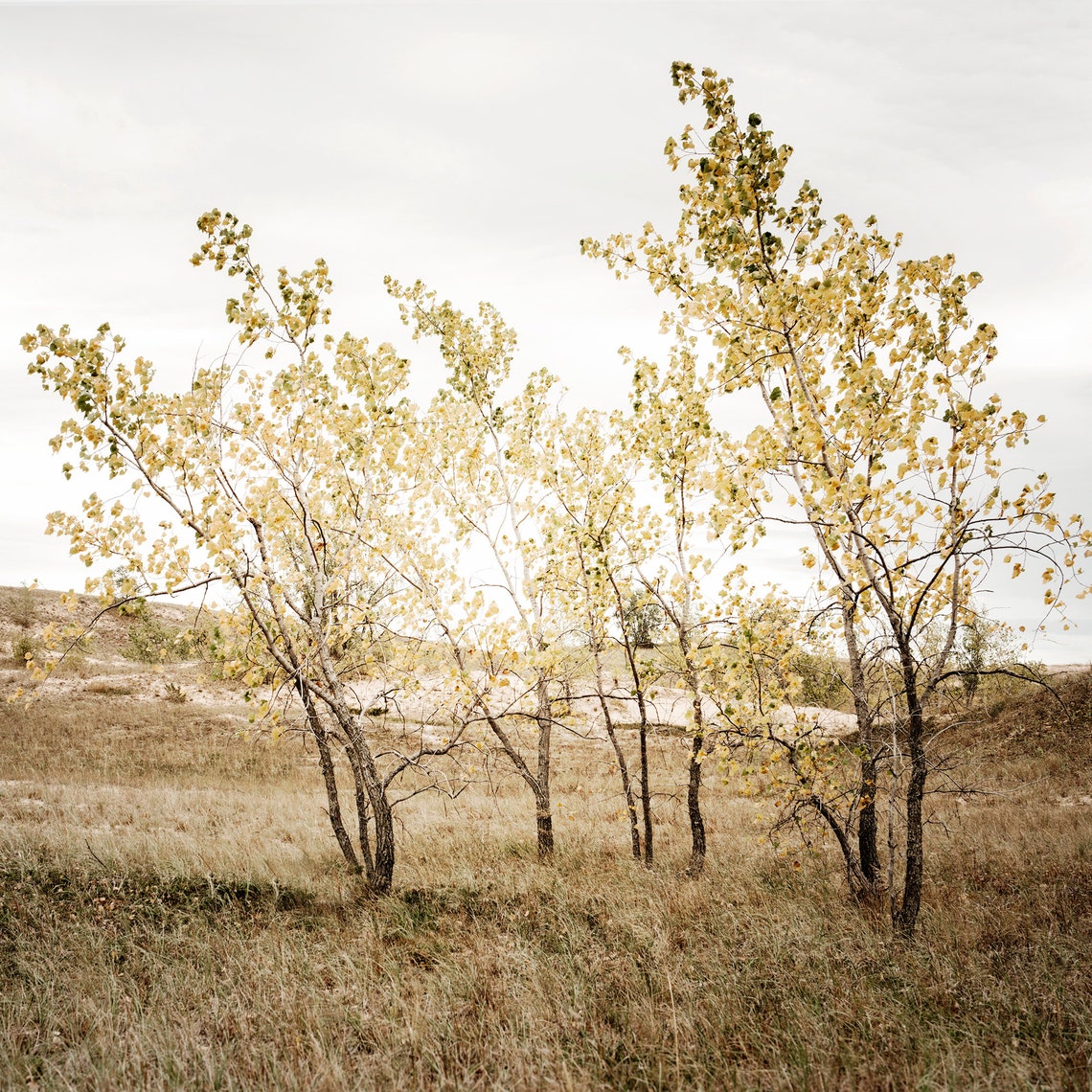 Nature Photo, Windblown Trees Print, Coastal Home, Country Decor Art ...