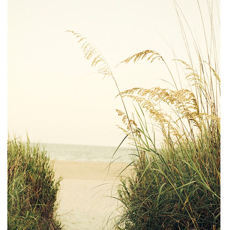 Beach Grass - Etsy