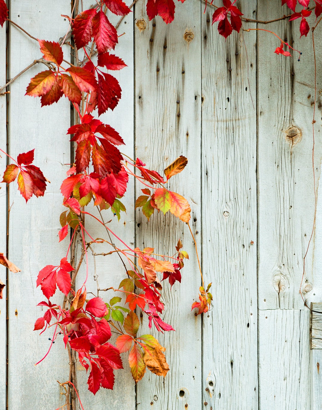 Rustic Nature Photography, Fall Leaves Photo, Barnwood, Modern Country ...